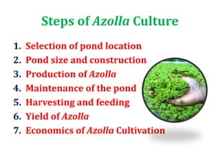 Azolla ppt | PPT