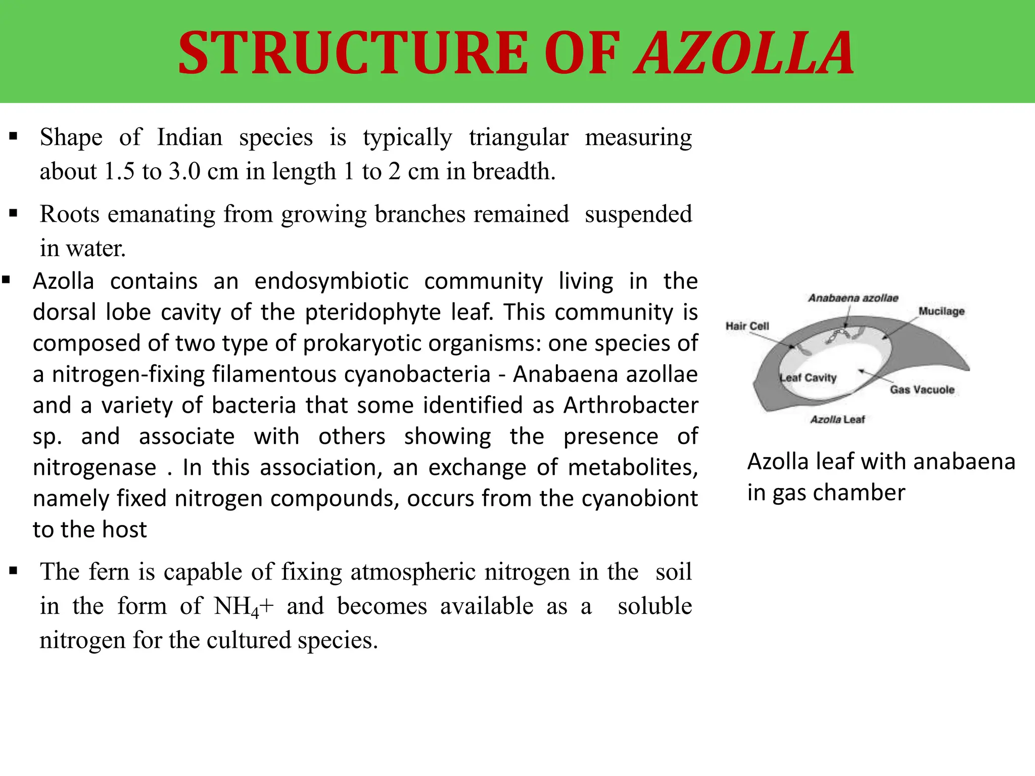 azollaaaaaaaaaaaaaaaaaaaaaaaaaaappt.pptx