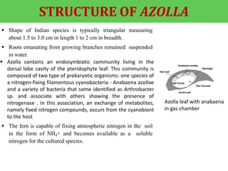 azollaaaaaaaaaaaaaaaaaaaaaaaaaaappt.pptx