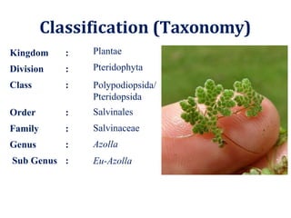 azollaaaaaaaaaaaaaaaaaaaaaaaaaaappt.pptx