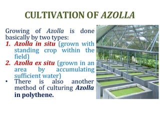 azollaaaaaaaaaaaaaaaaaaaaaaaaaaappt.pptx