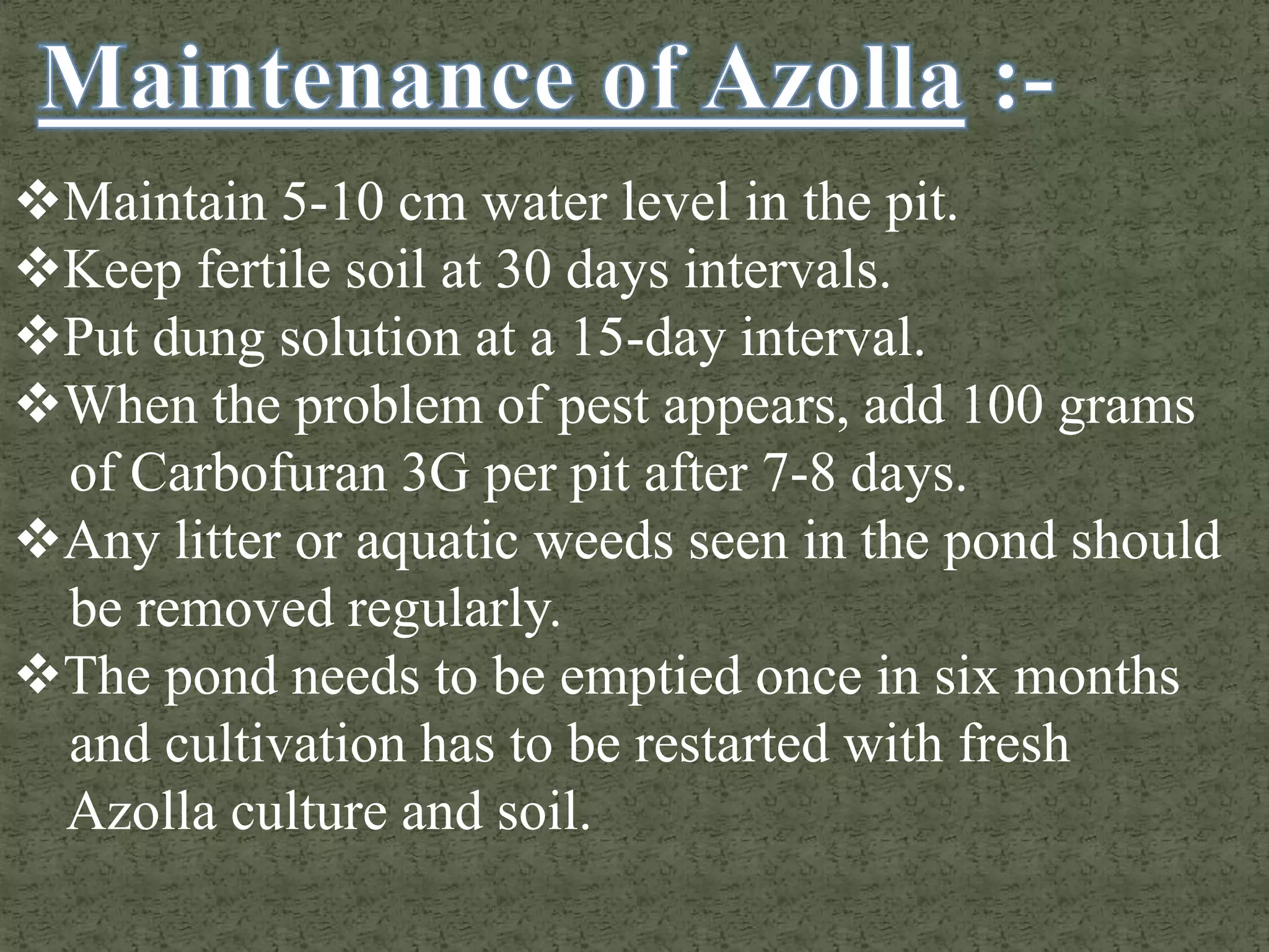 Azolla production and its application | PPTX