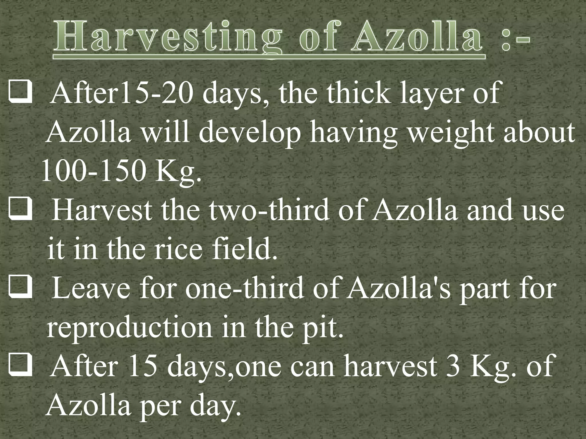 Azolla production and its application | PPTX