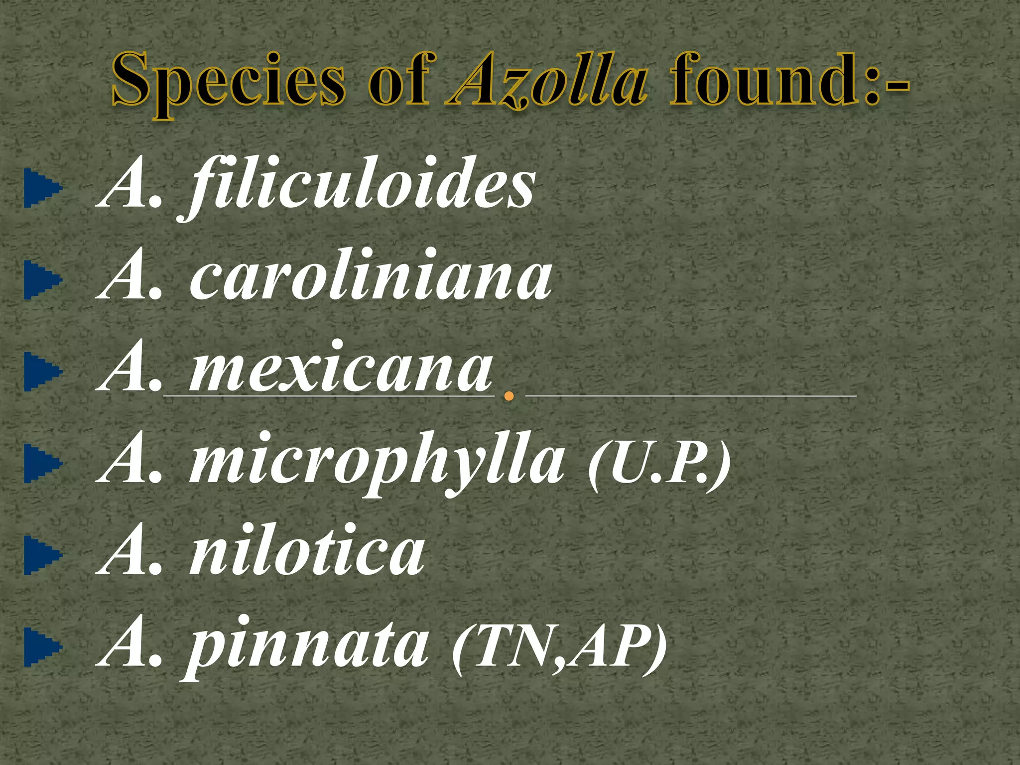 Azolla production and its application | PPTX