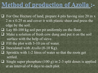 Azolla production and its application | PPTX