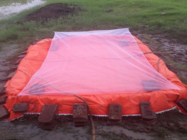 Azolla production and its application | PPTX