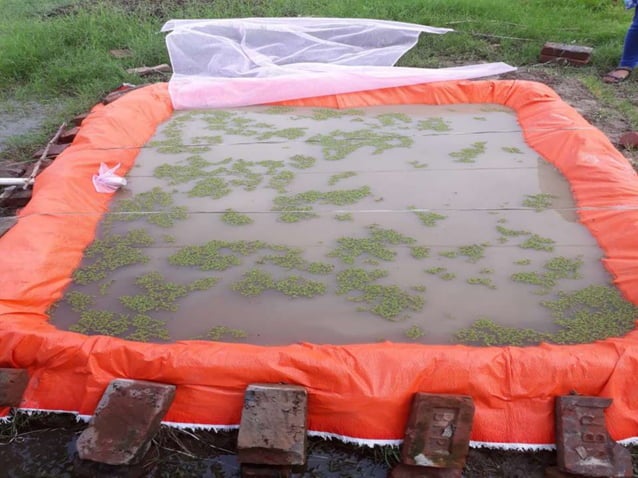 Azolla production and its application | PPTX