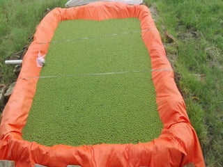 Azolla production and its application | PPTX