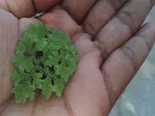 Azolla production and its application | PPTX