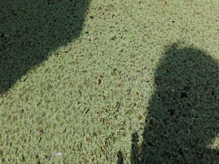 Azolla production and its application | PPTX