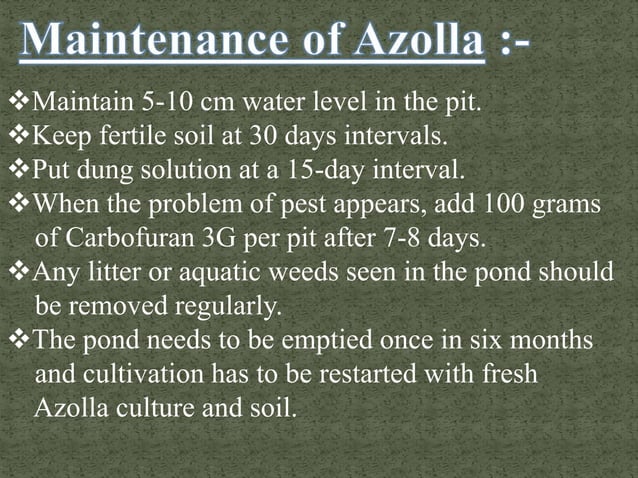 Azolla production and its application | PPTX
