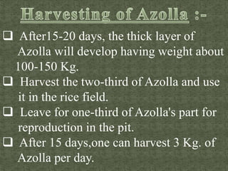 Azolla production and its application | PPTX
