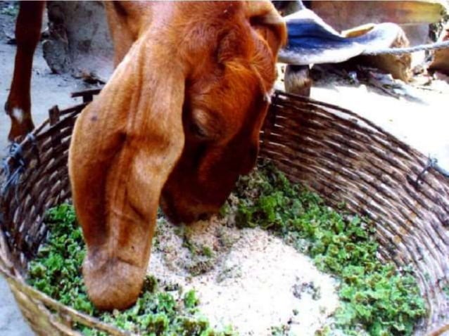 Azolla production and its application | PPTX