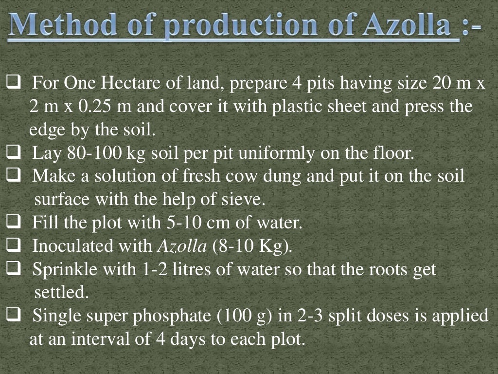 Azolla production and its application