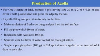 Azolla production | PPTX