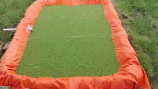 Azolla production | PPTX