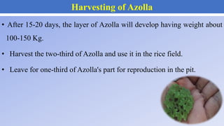 Azolla production | PPTX