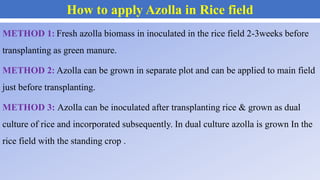 Azolla production | PPTX