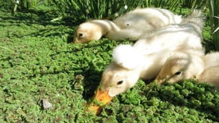 Azolla production | PPTX