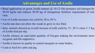 Azolla production | PPTX