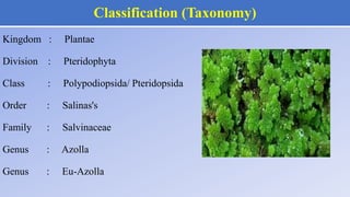 Azolla production | PPTX
