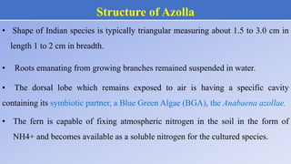 Azolla production | PPTX