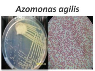 Azomonas | PPTX
