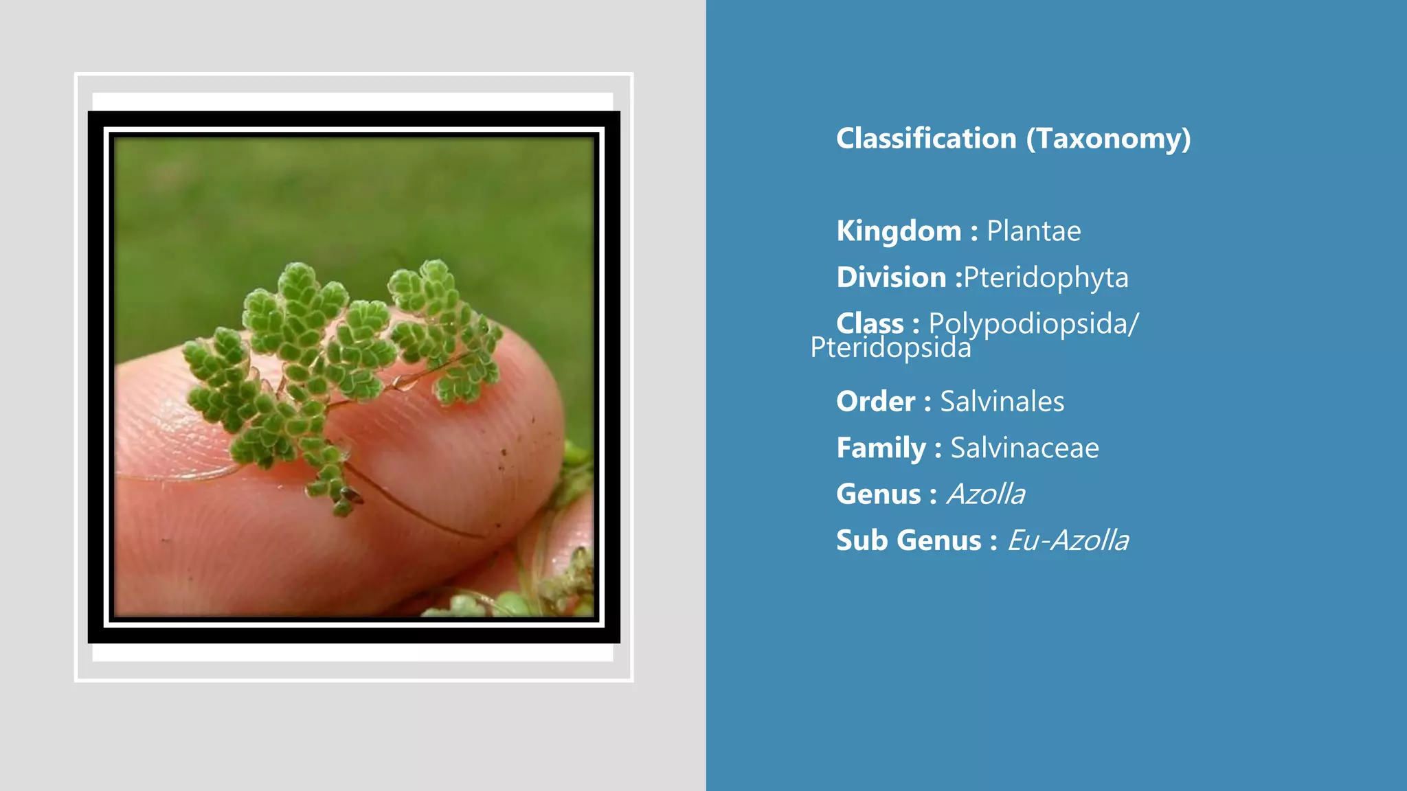 anabaena and azolla power point presentation | PPTX