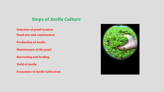 anabaena and azolla power point presentation | PPTX