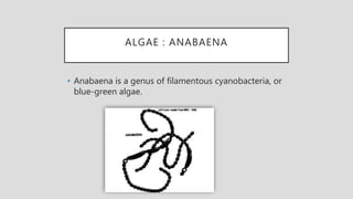 anabaena and azolla power point presentation | PPTX