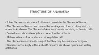 anabaena and azolla power point presentation | PPTX