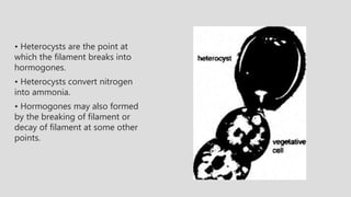 anabaena and azolla power point presentation | PPTX