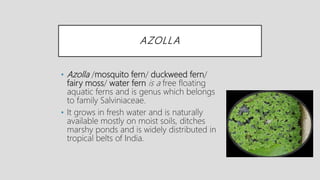 anabaena and azolla power point presentation | PPTX