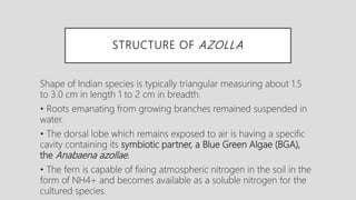 anabaena and azolla power point presentation | PPTX