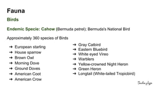 Azores and Bermuda islands | PPT