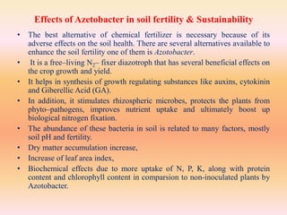 Azospirilum- Isolation & Marketing | PDF