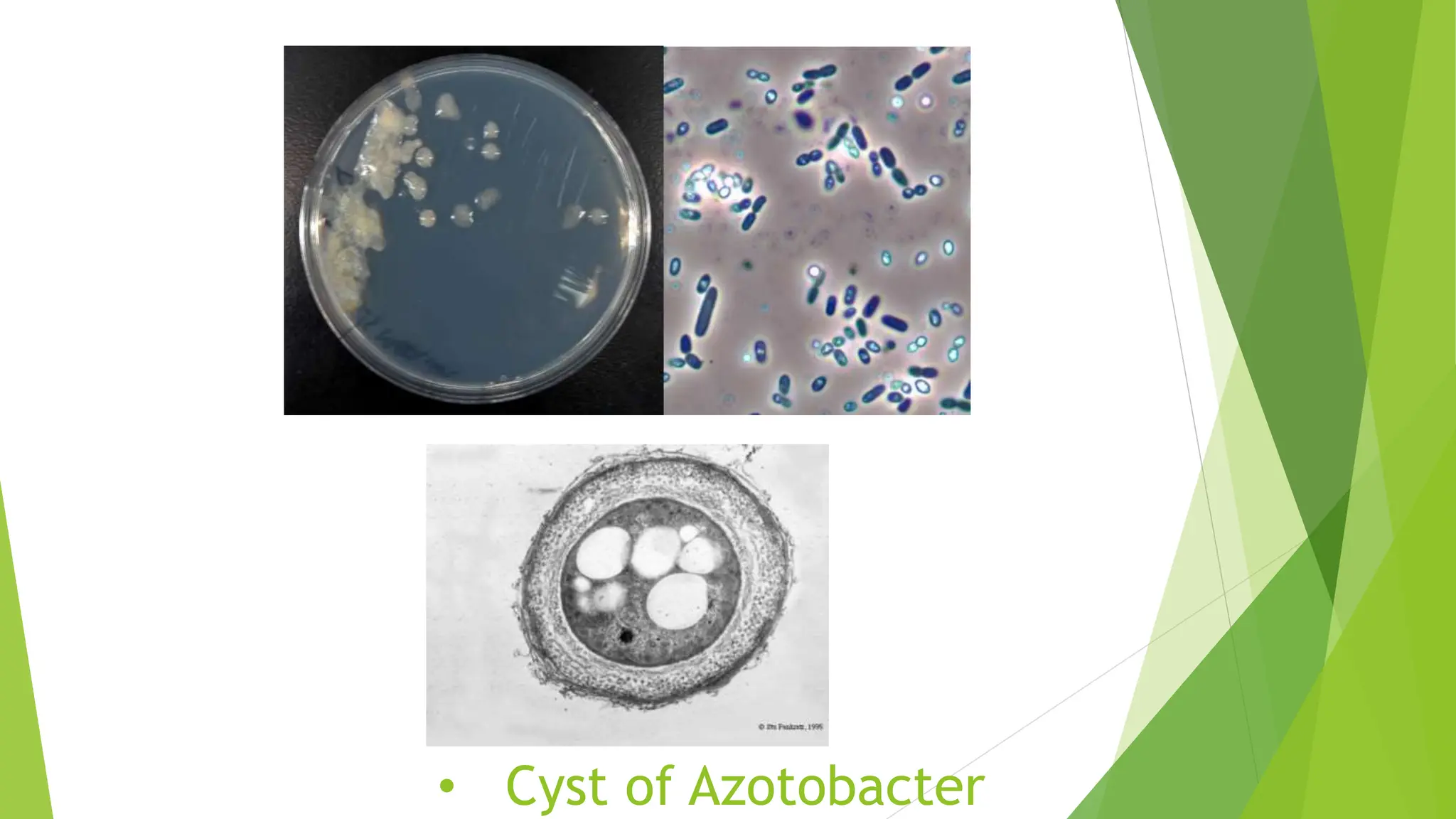Azotobacter .pptx