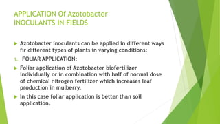 Azotobacter .pptx