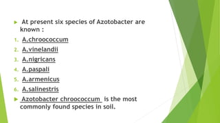 Azotobacter .pptx