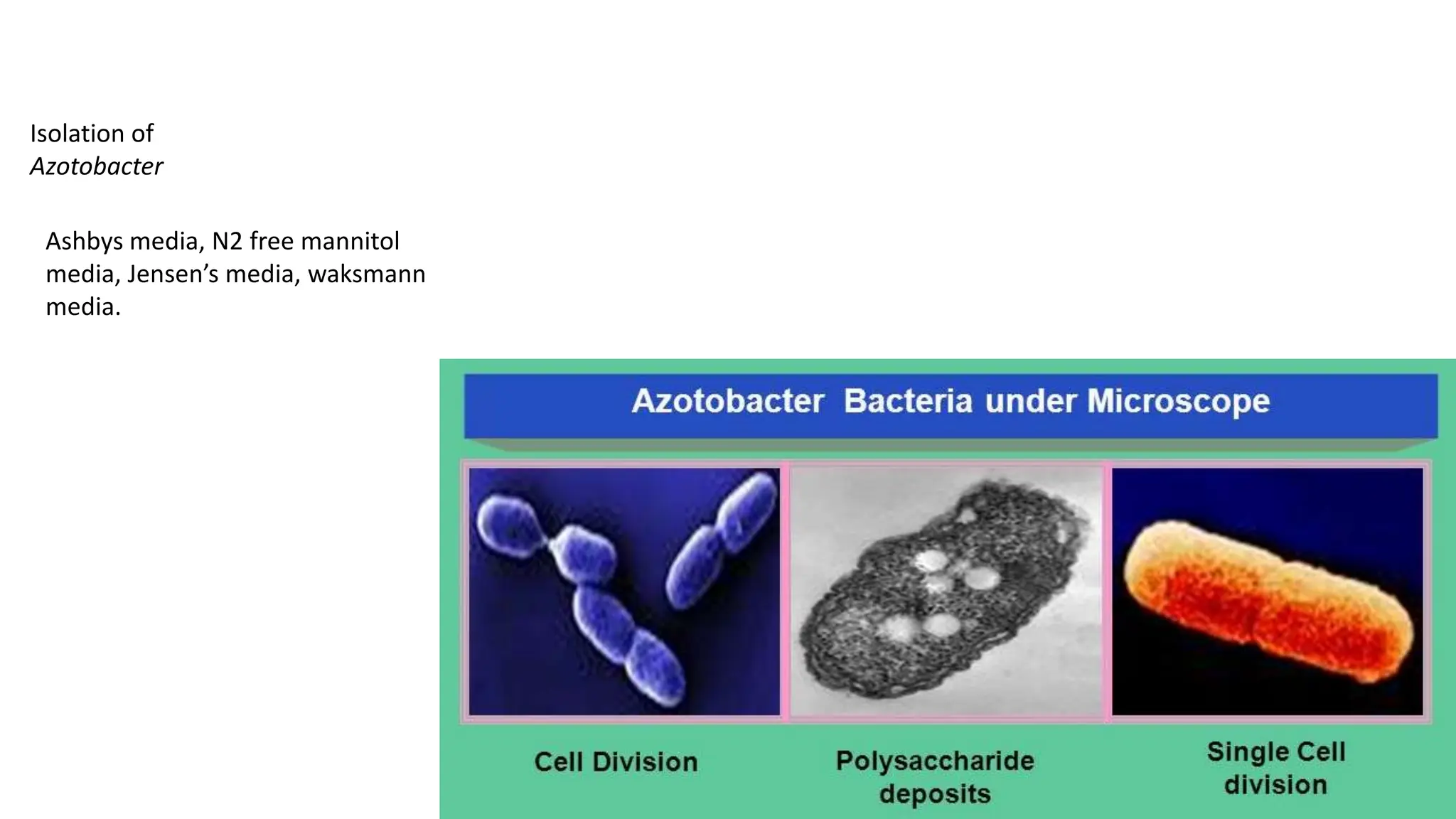 Azotobacter in microbiology field of study | PPTX