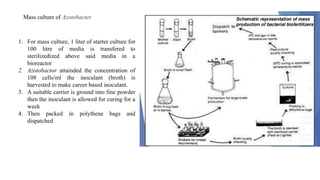 Azotobacter in microbiology field of study | PPTX