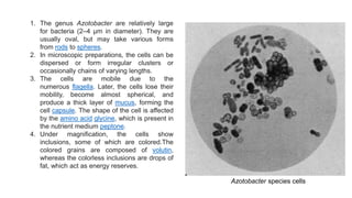 Azotobacter in microbiology field of study | PPTX