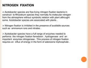 AZOTOBACTER AS BIOFERILIZER.PPTX