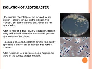 AZOTOBACTER AS BIOFERILIZER.PPTX