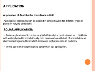 AZOTOBACTER AS BIOFERILIZER.PPTX