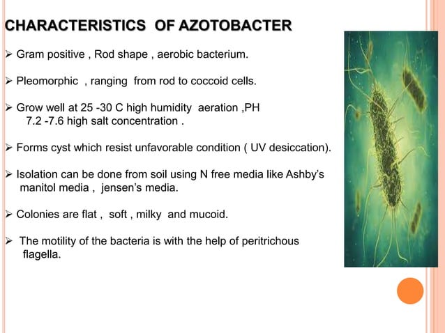 AZOTOBACTER AS BIOFERILIZER.PPTX