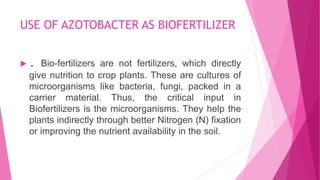 azotobacter.pptxxdddddddddddddddddddddddddddddddddd | PPT