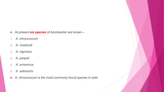 azotobacter.pptxkihaDGDDDDDDDDDDDDDDDDDDDDDD | PPTX