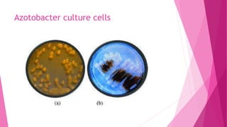 azotobacter.pptxkihaDGDDDDDDDDDDDDDDDDDDDDDD | PPTX | Agriculture ...