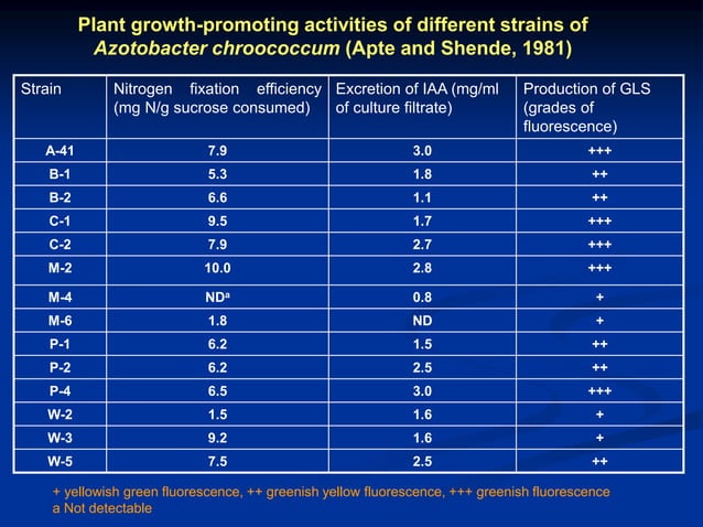 azotobacter-as-biofertilizer.ppt